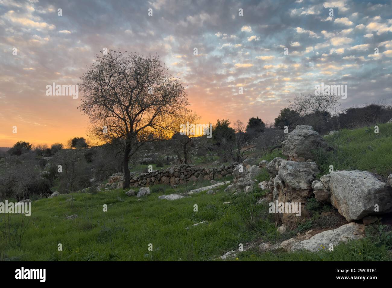 Remains of agricultural terraces of the former Palestinian village ...