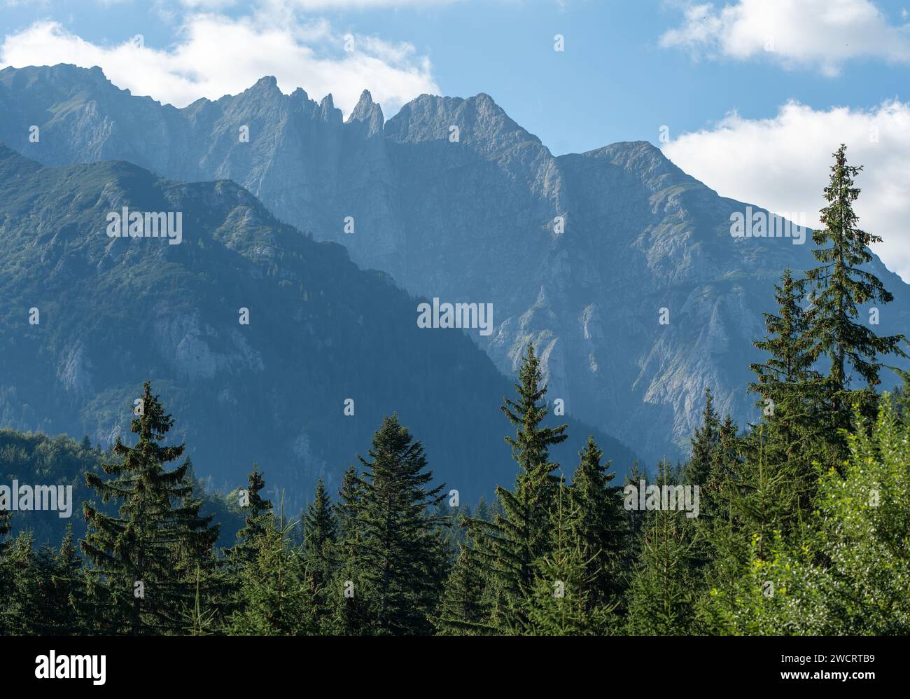 A lush forest enveloped by an enchanting array of trees, with majestic ...