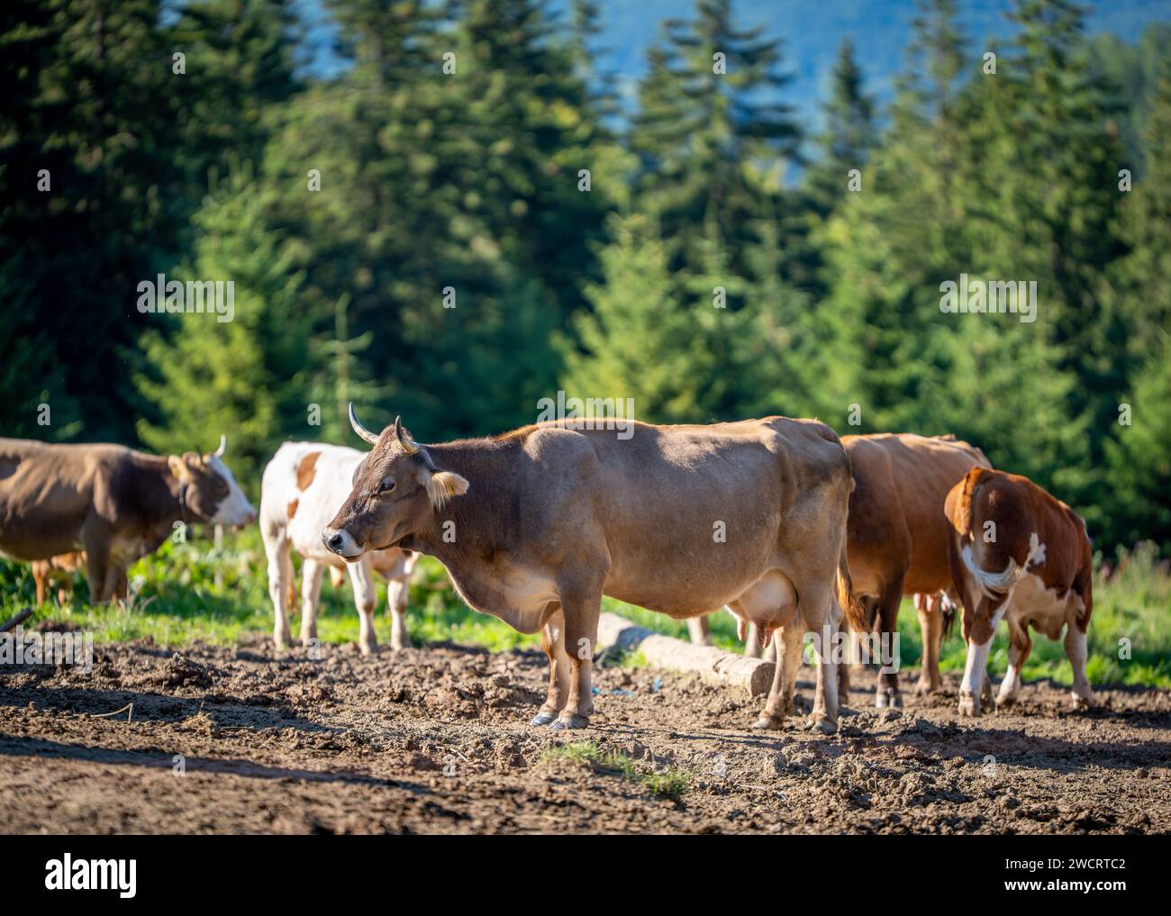 A picturesque scene of a herd of cows congregating together in a ...