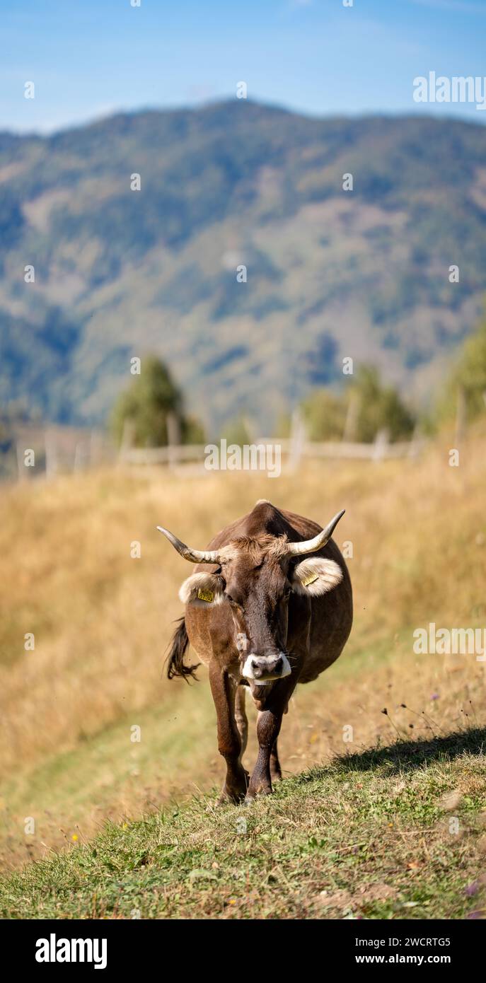 A picturesque bull grazing peacefully in a lush green field, surrounded ...