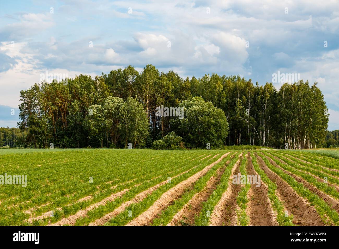 Landscape with a view of an agricultural field with plantings in beds ...