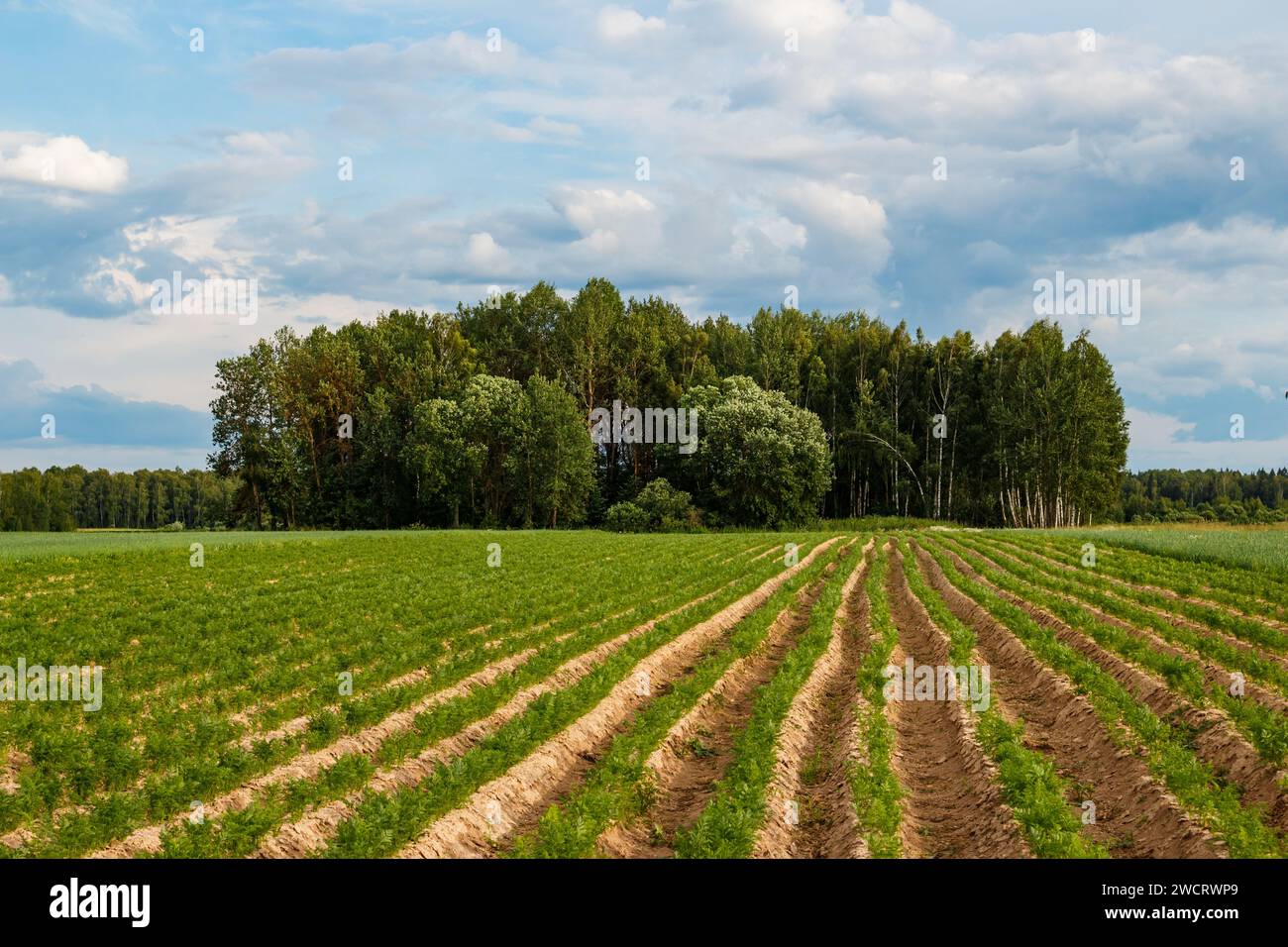 Landscape with a view of an agricultural field with plantings in beds ...