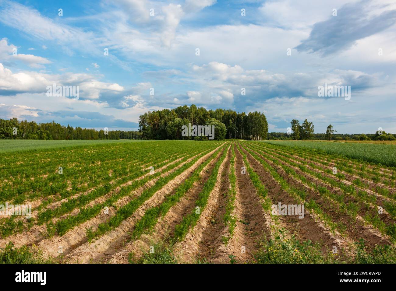 Landscape with a view of an agricultural field with plantings in beds ...