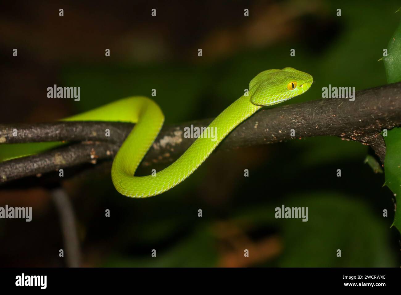 Large-eyed pit viper (Trimeresurus macrops Stock Photo - Alamy