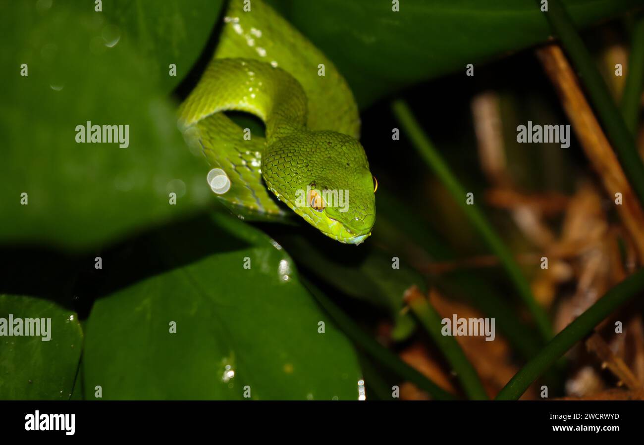 Large-eyed pit viper (Trimeresurus macrops Stock Photo - Alamy