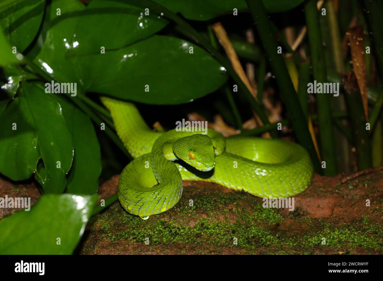 Large-eyed pit viper (Trimeresurus macrops Stock Photo - Alamy