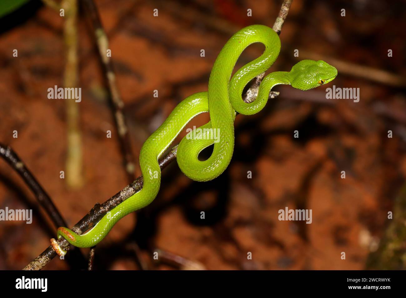 Large-eyed pit viper (Trimeresurus macrops Stock Photo - Alamy