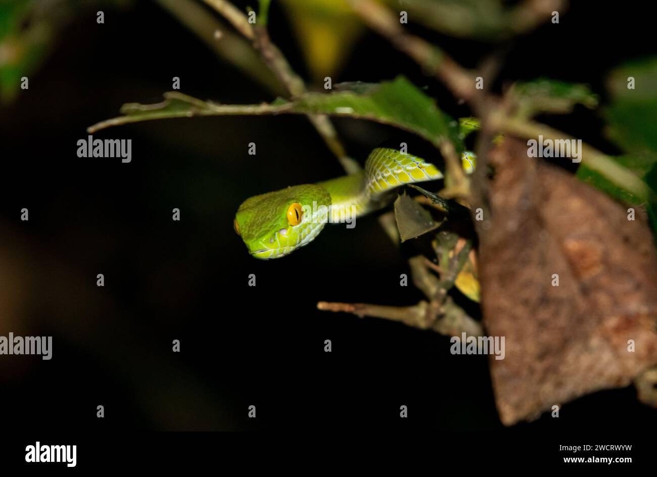 Large-eyed pit viper (Trimeresurus macrops Stock Photo - Alamy