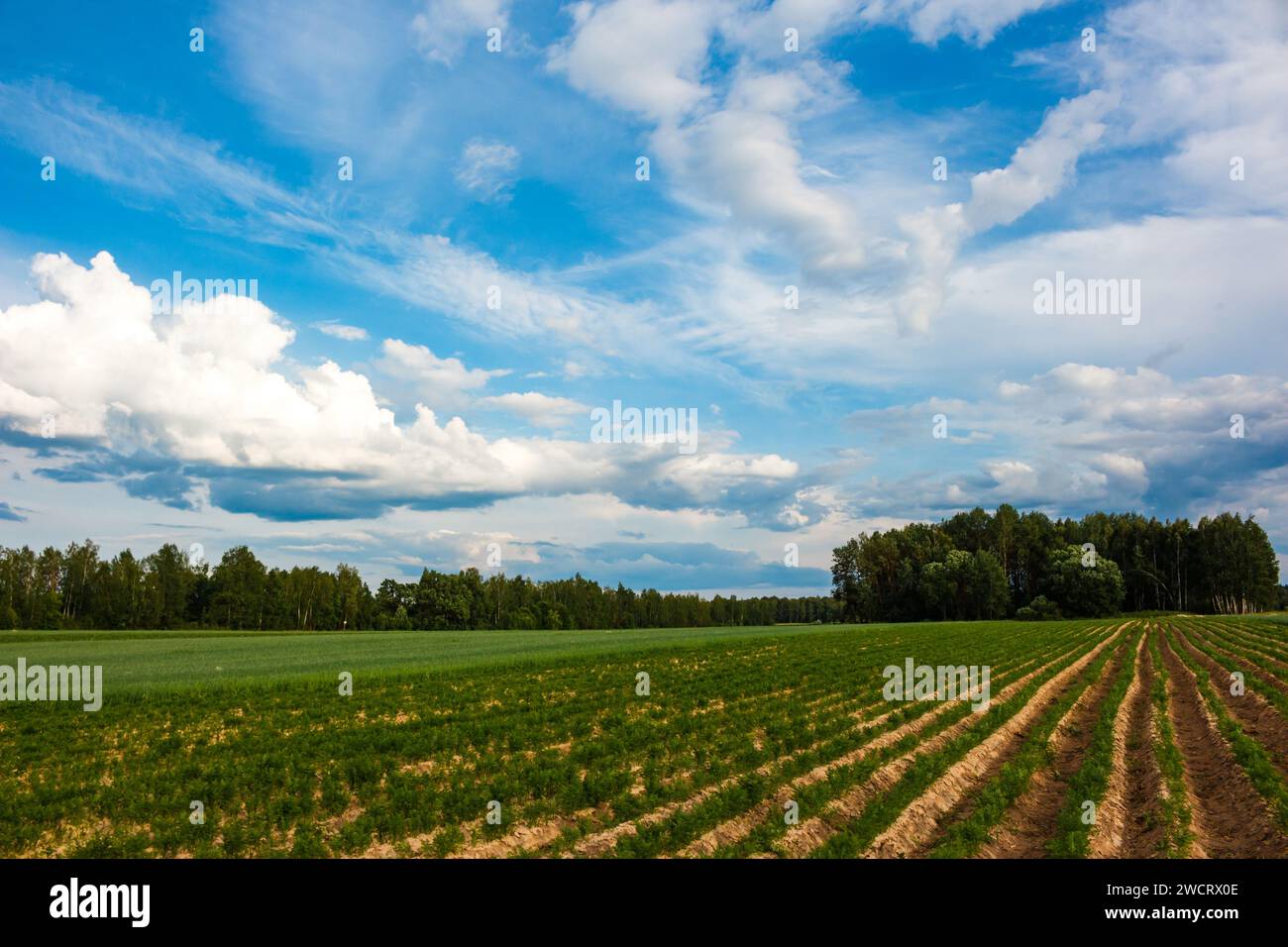 Landscape with a view of a large farmer's field with plantings in beds ...