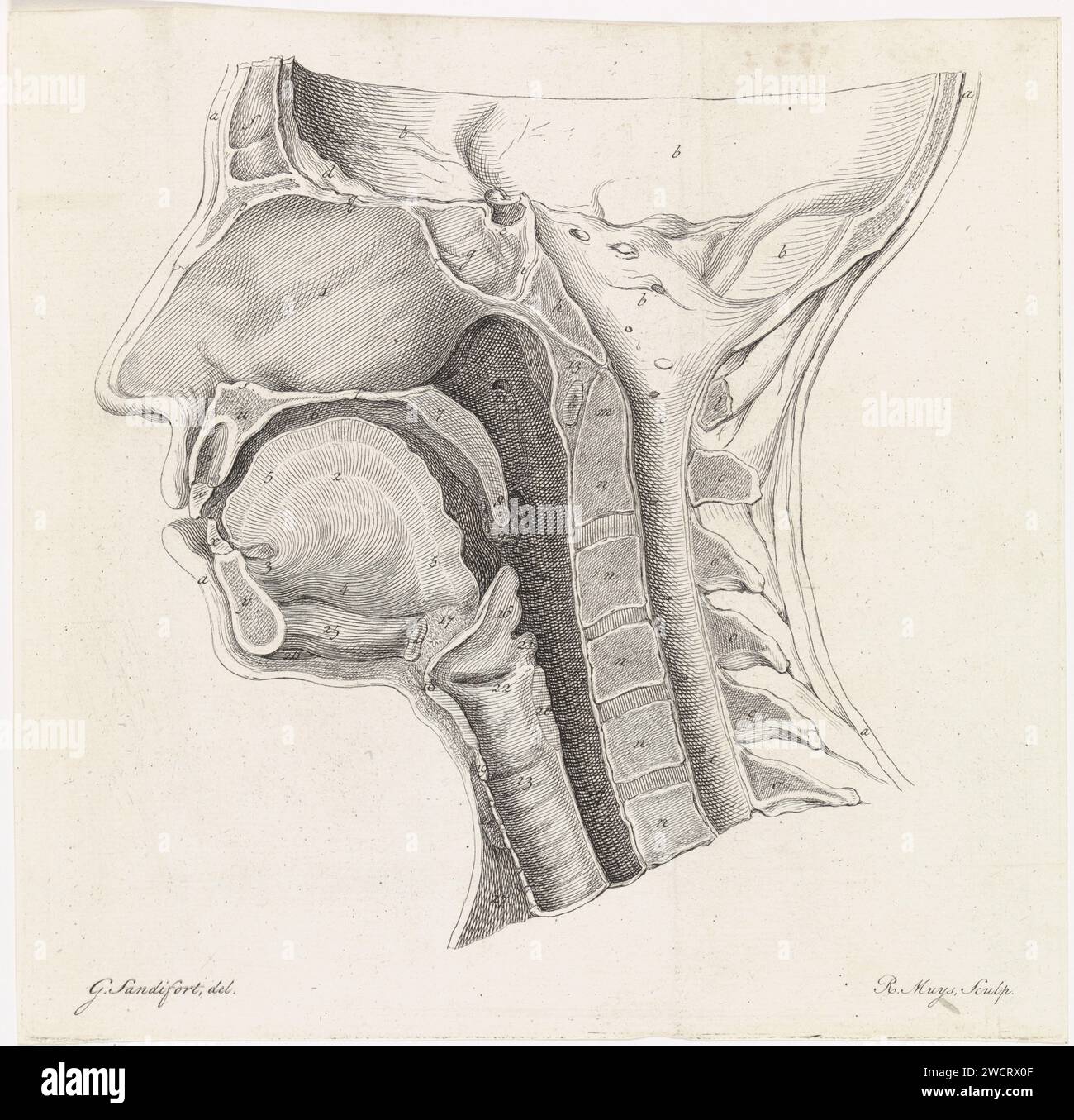 Cross section of the head hi-res stock photography and images - Alamy