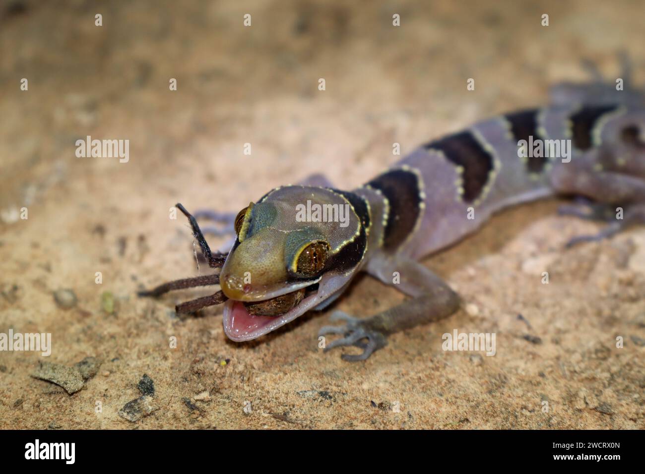 intermediate bow-fingered gecko or Cardamon forest gecko eating a ...