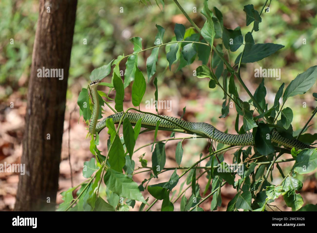 golden tree snake (Chrysopelea ornata Stock Photo - Alamy