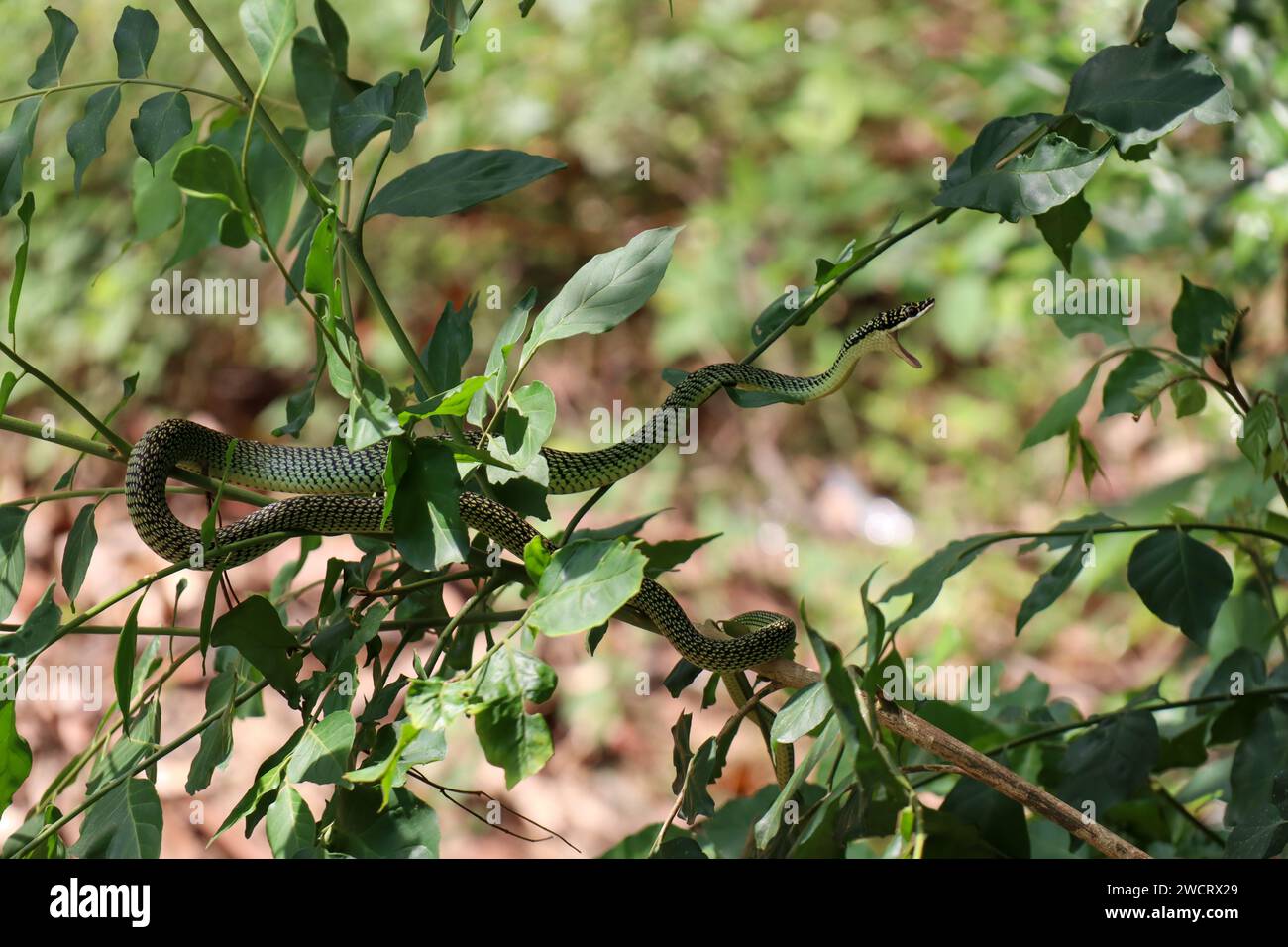 golden tree snake (Chrysopelea ornata Stock Photo - Alamy