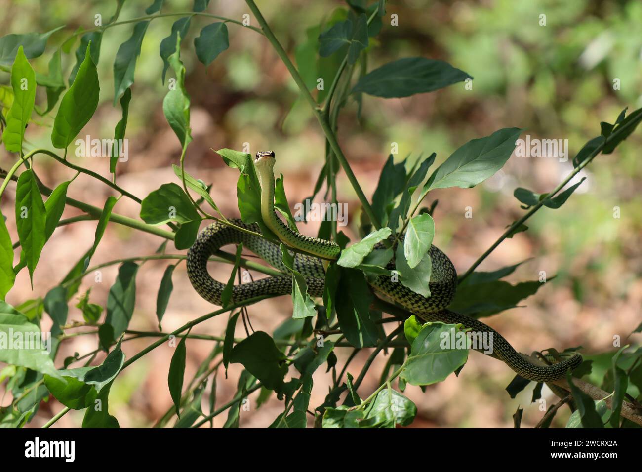 Chrysopelea ornata hi-res stock photography and images - Alamy