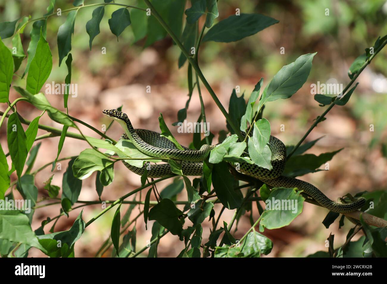 golden tree snake (Chrysopelea ornata Stock Photo - Alamy