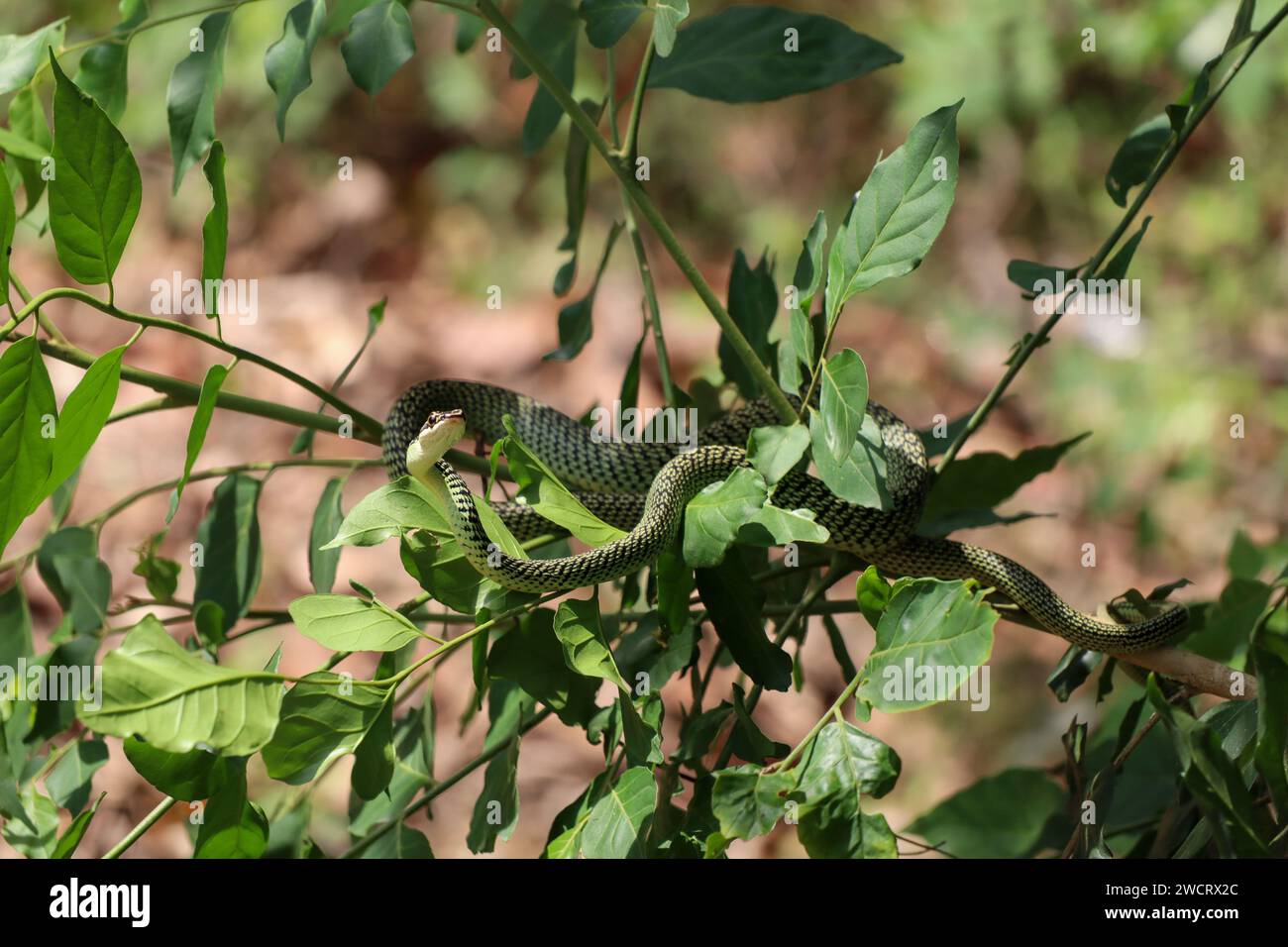 Flying snake tree hi-res stock photography and images - Alamy