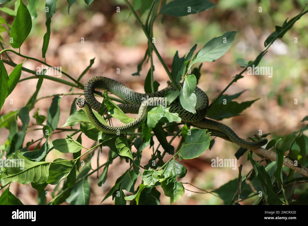 golden tree snake (Chrysopelea ornata Stock Photo - Alamy