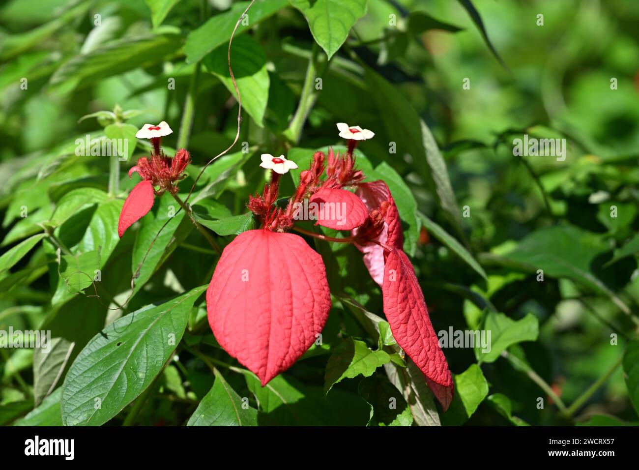 Palnts wallpaper hi-res stock photography and images - Alamy