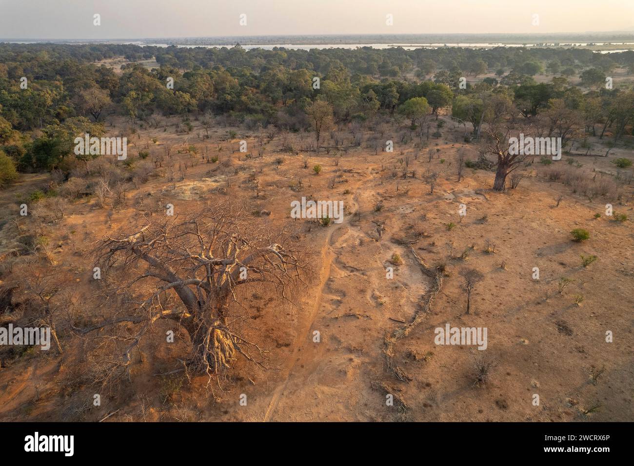 Large Baobab trees, Adonsonia digital, are seen in Zimbabwe's Zambezi ...