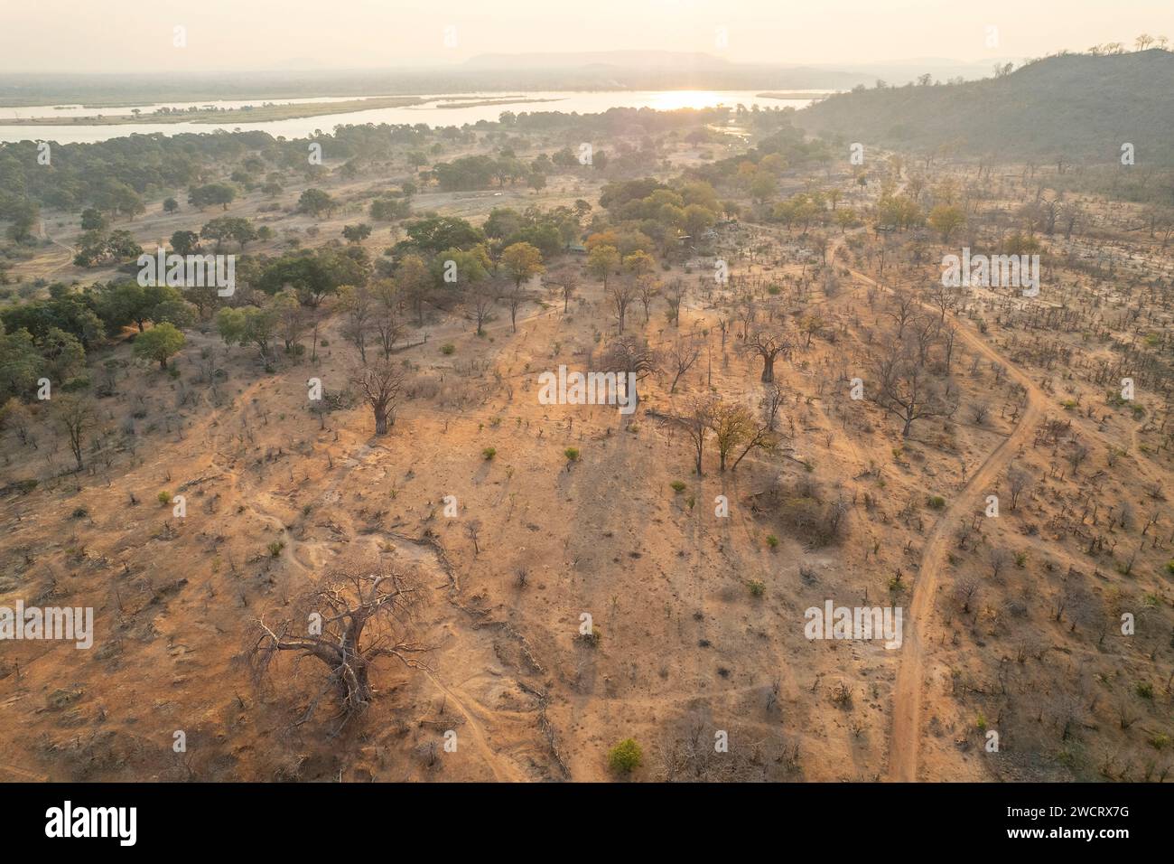 Large Baobab trees, Adonsonia digital, are seen in Zimbabwe's Zambezi ...