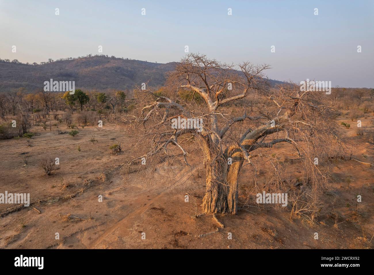 Large Baobab Trees Adonsonia Digital Are Seen In Zimbabwes Zambezi