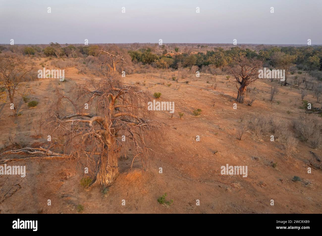 Large Baobab trees, Adonsonia digital, are seen in Zimbabwe's Zambezi ...