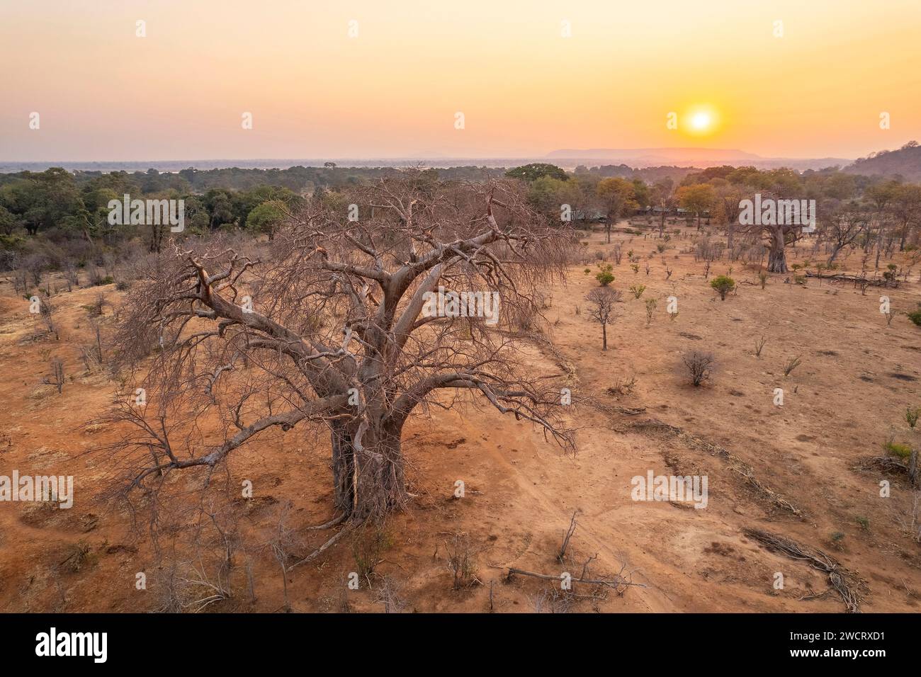 Large Baobab Trees Adonsonia Digital Are Seen In Zimbabwes Zambezi