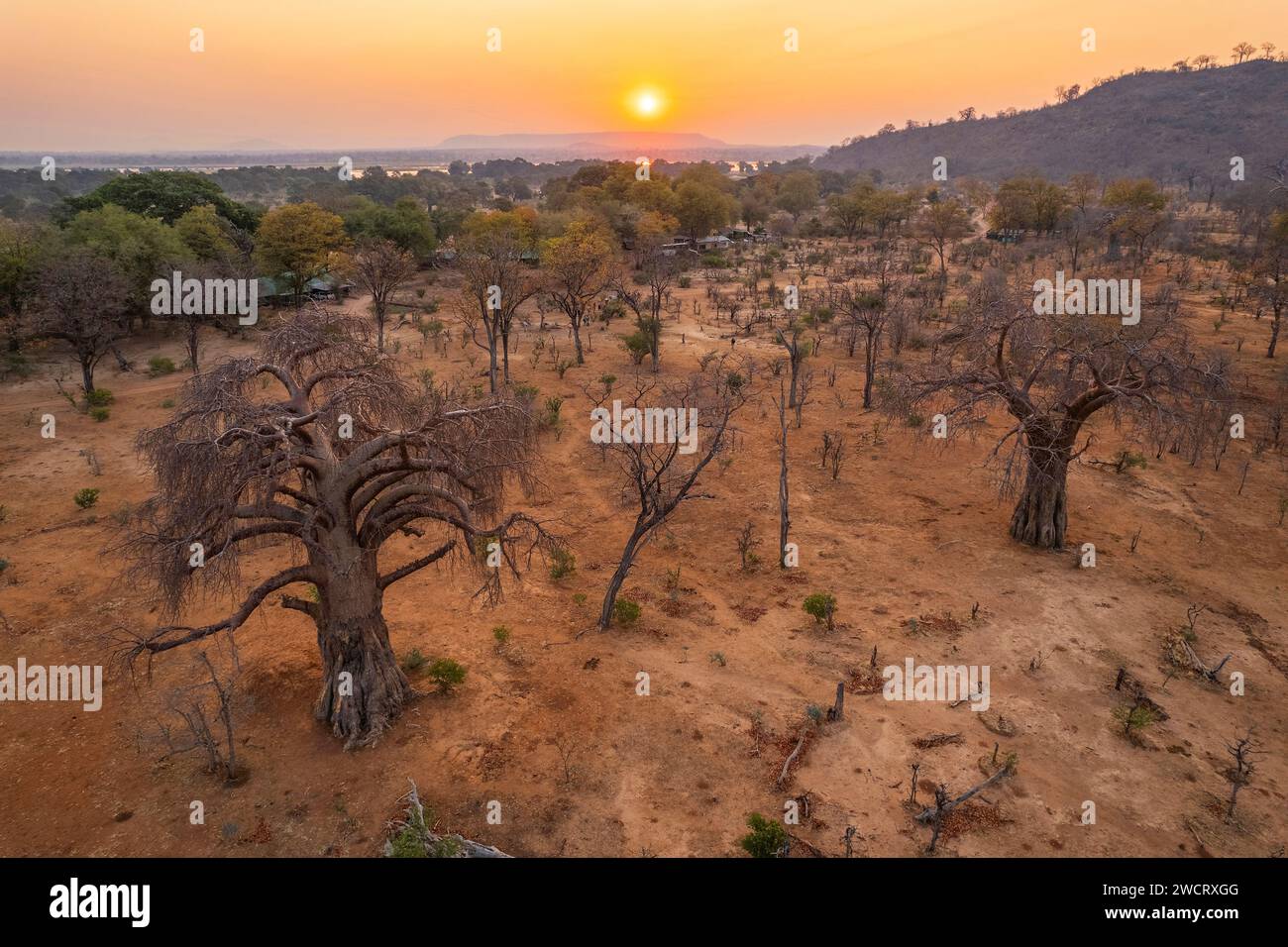 Old baobab tree hi-res stock photography and images - Alamy