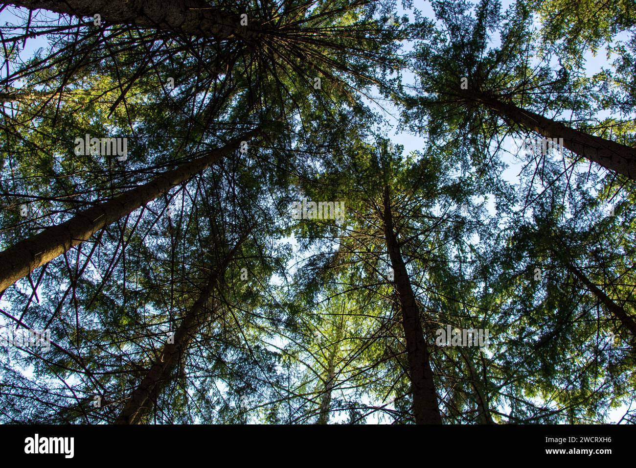 Pine trees in the Austrian forest in the rays of light Stock Photo - Alamy