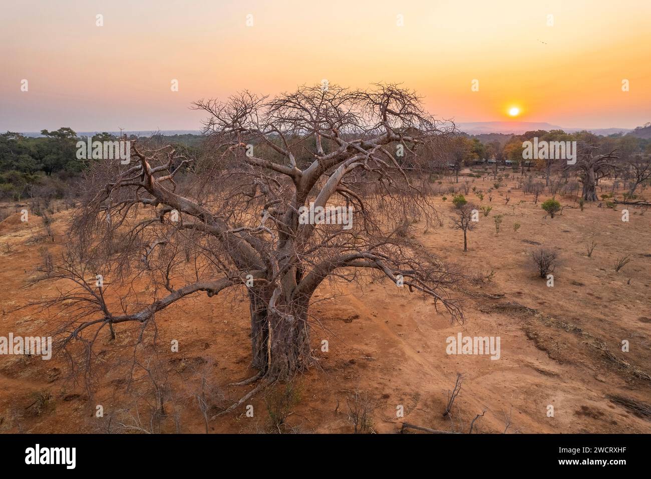 Large Baobab trees, Adonsonia digital, are seen in Zimbabwe's Zambezi ...