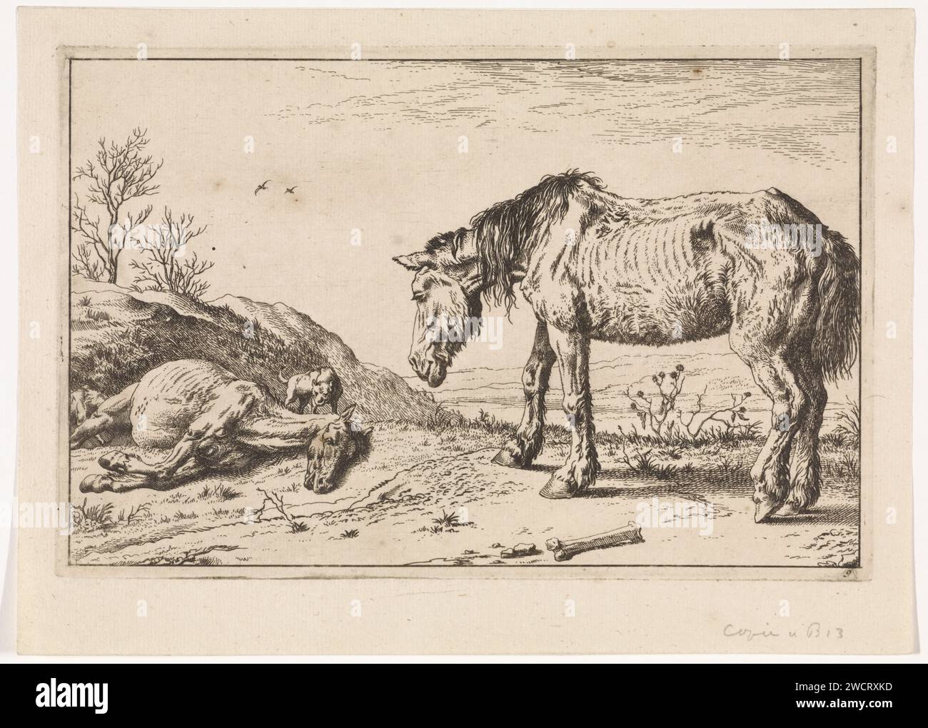 The Dying Horse, Anonymous, After Paulus Potter, 1652 - 1702 print ...