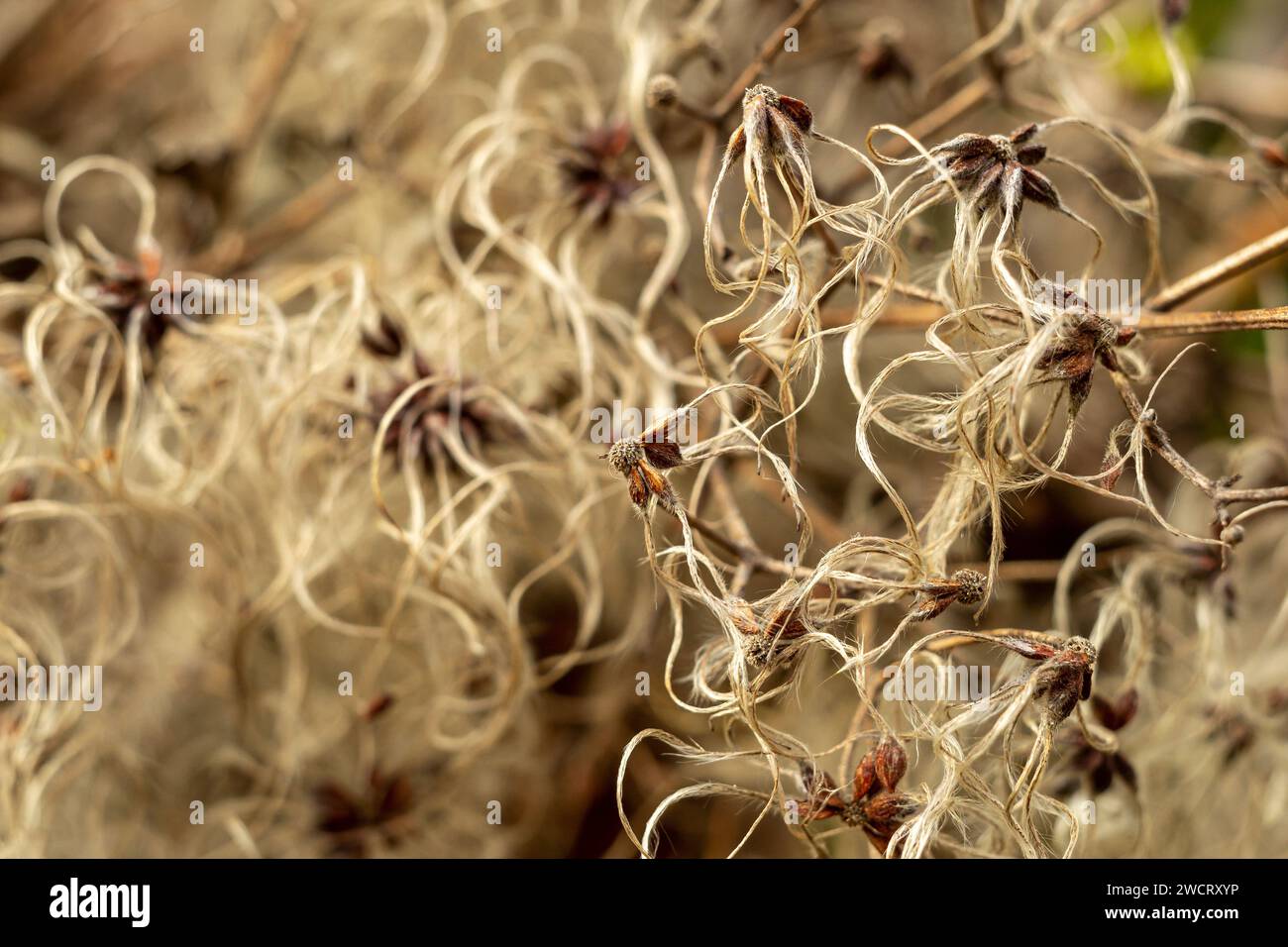fluffy shrub seeds macro, manchurian clematis seeds Stock Photo - Alamy