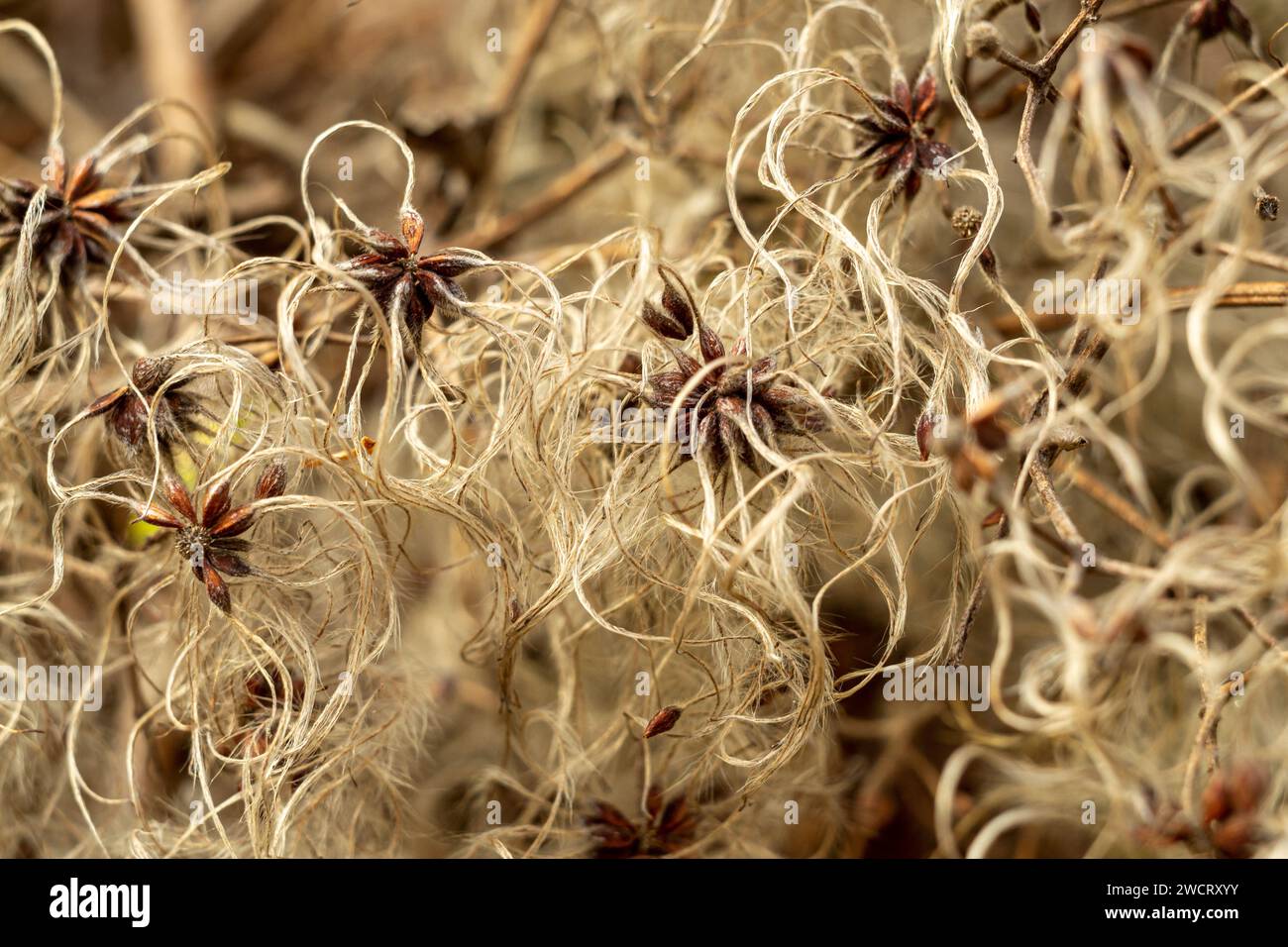 fluffy shrub seeds macro, manchurian clematis seeds Stock Photo - Alamy