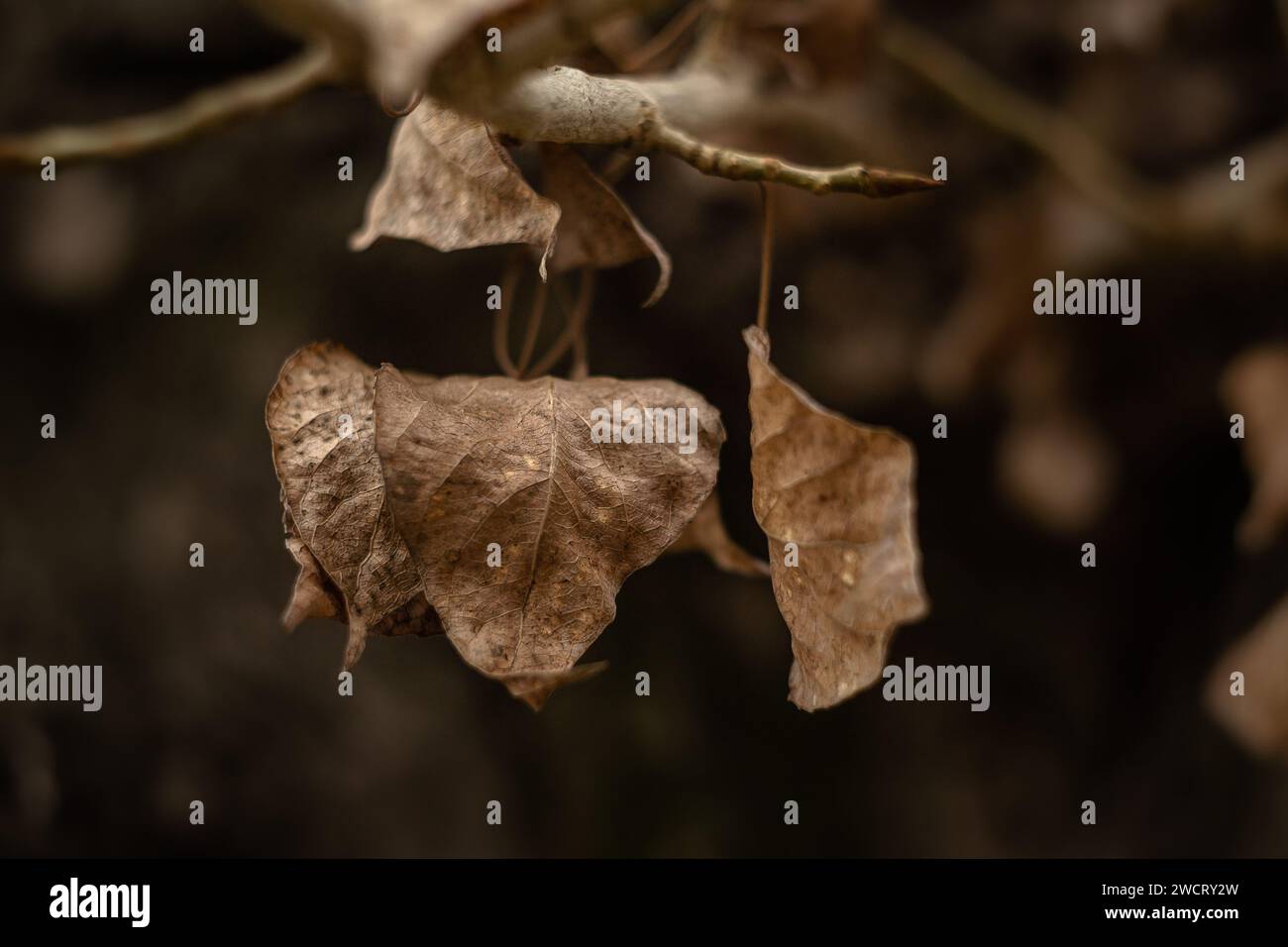 Dry poplar hi-res stock photography and images - Alamy