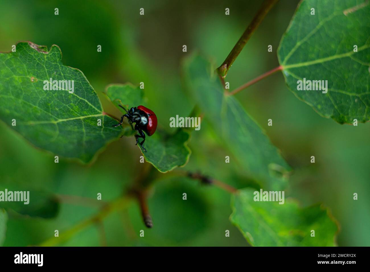 small red beetle on a green leaf Stock Photo - Alamy