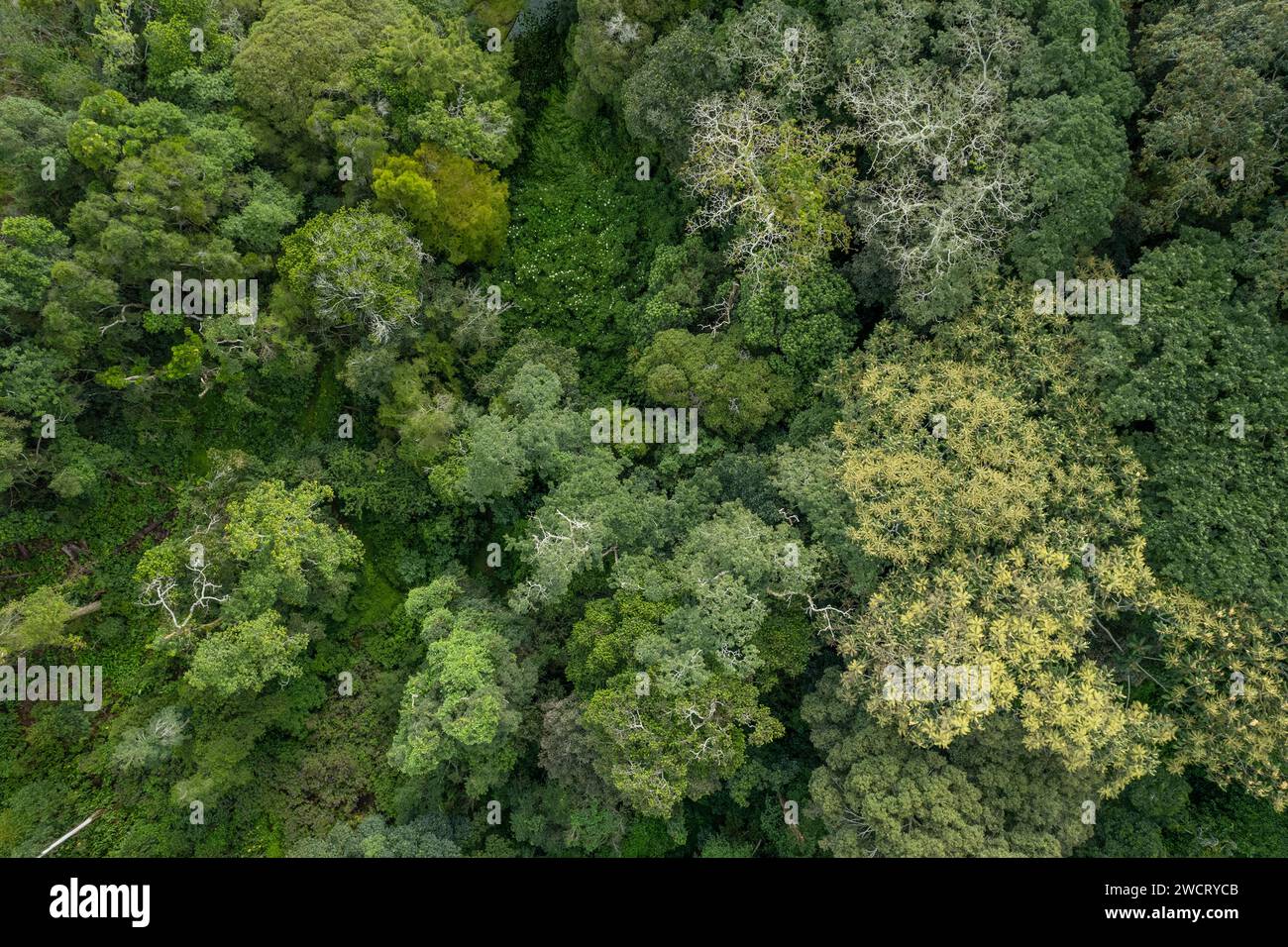 An aerial view of the Bvumba mountains in Zimbabwe's Eastern highlands ...