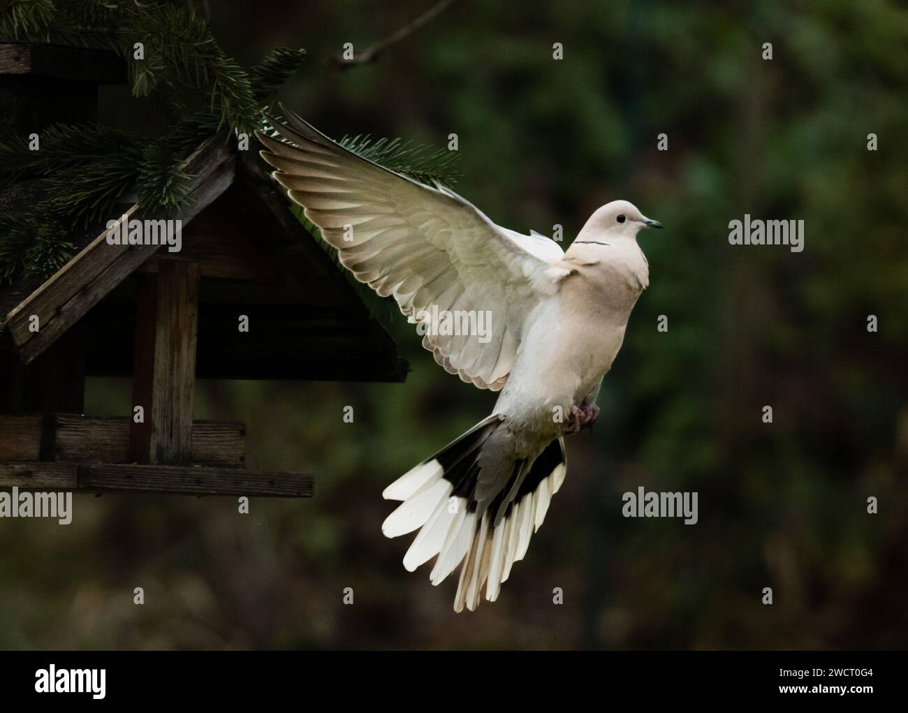 Fliegen freiheit hi-res stock photography and images - Alamy