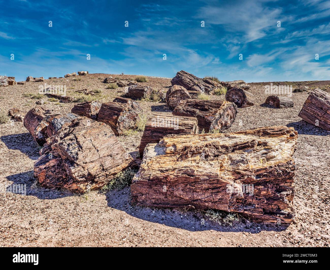Petrified rocks from Petrified Forest near Holbrook Arizona, USA Stock ...