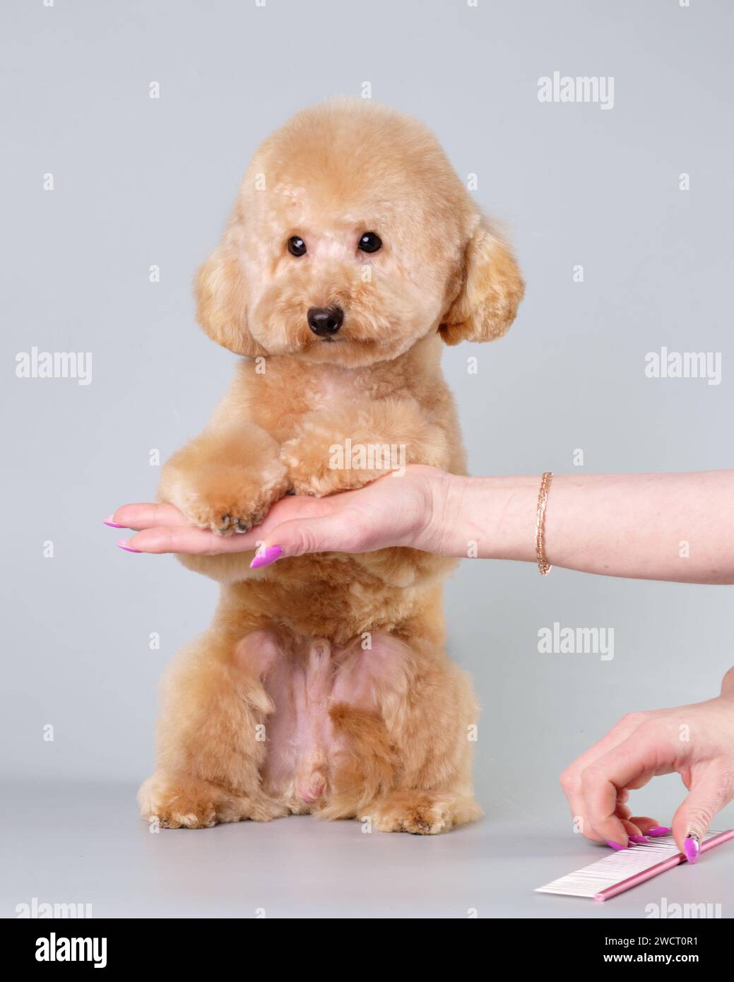A poodle dog after a haircut standing on its hind legs leaning on a ...