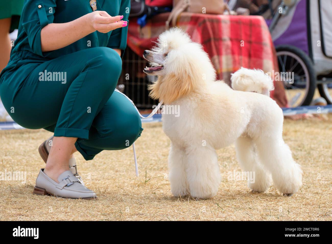 The handler switches attention in the apricot poodle stand with the ...