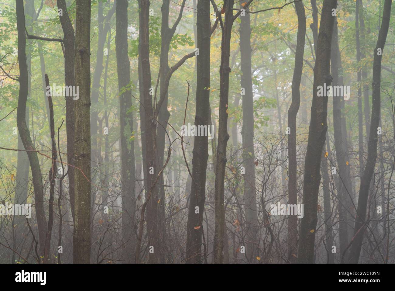 Allegheny national forest landscapes hi-res stock photography and ...