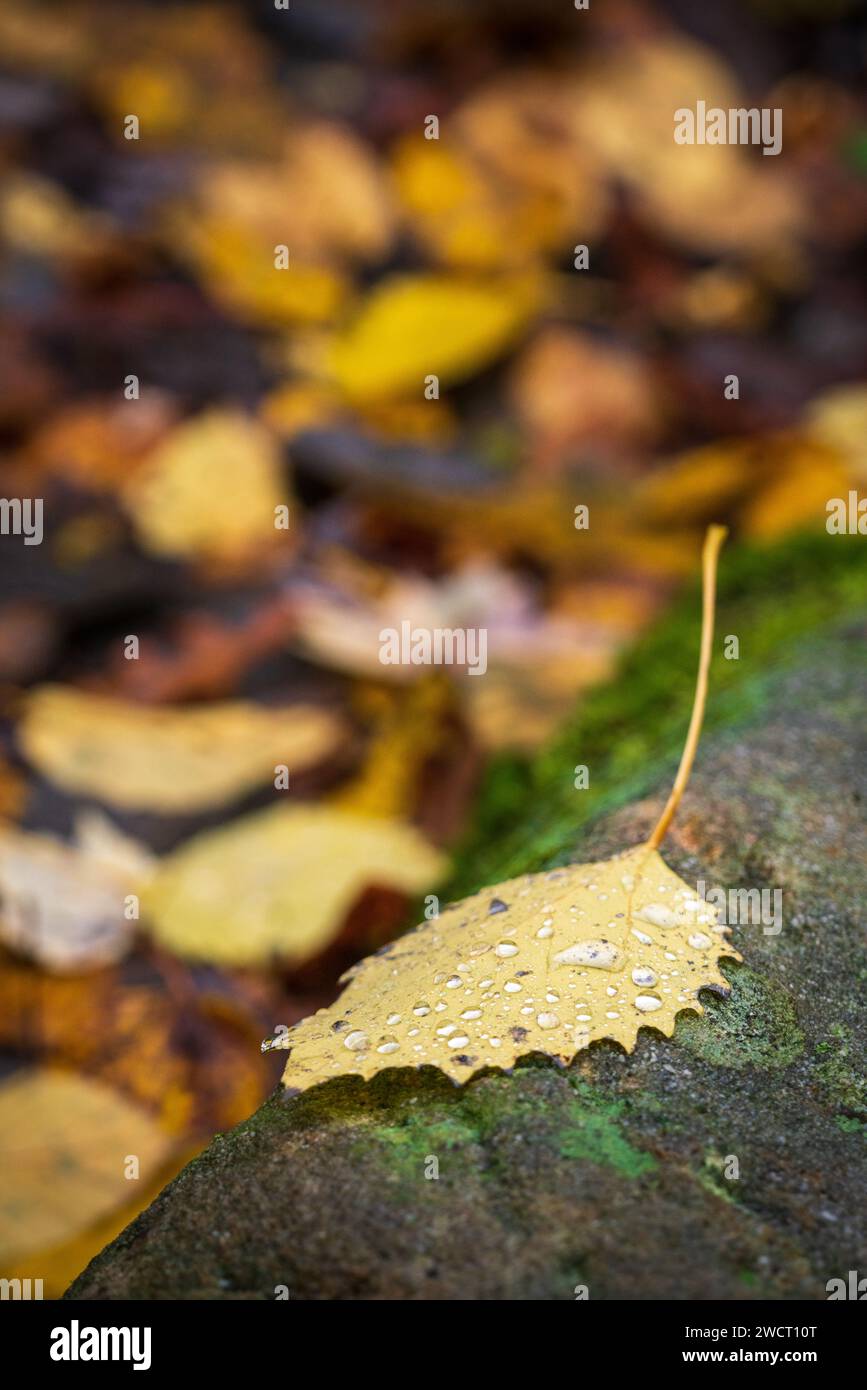 Allegheny national forest textures hi-res stock photography and images ...