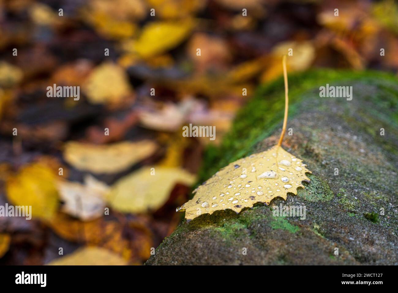 Allegheny national forest textures hi-res stock photography and images ...