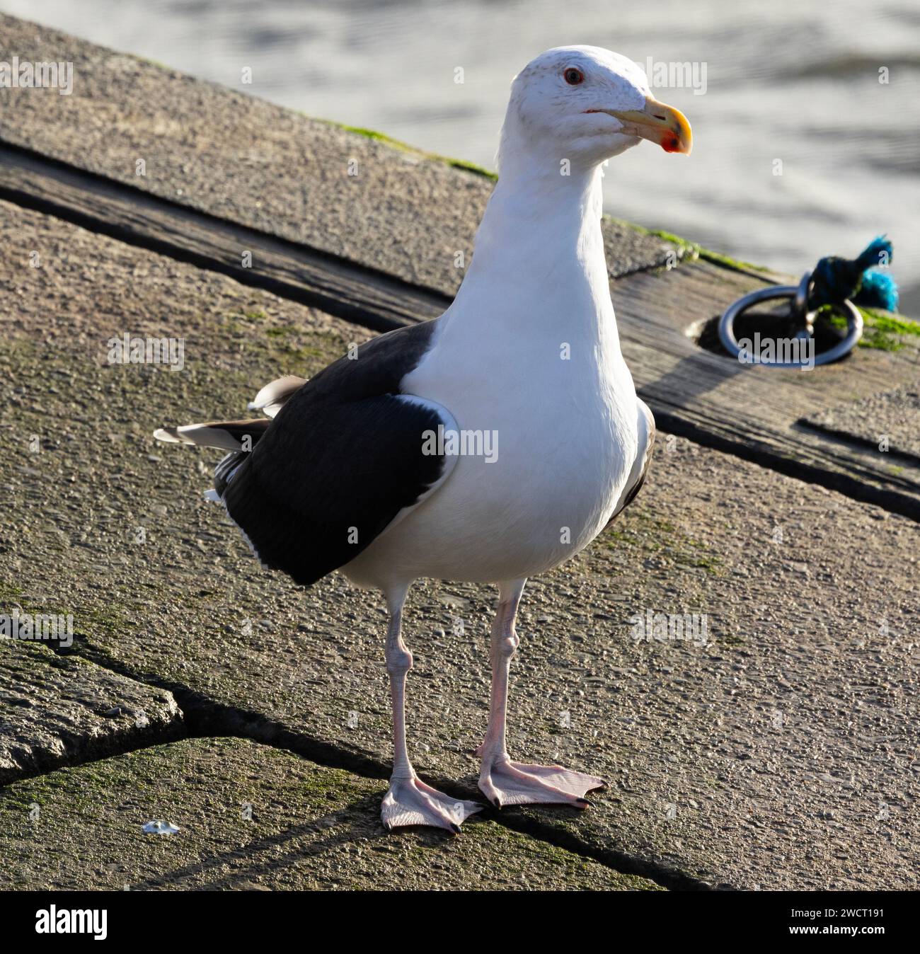 Largest of the UK's seagulls, the Great Black-backed Seagull breed ...