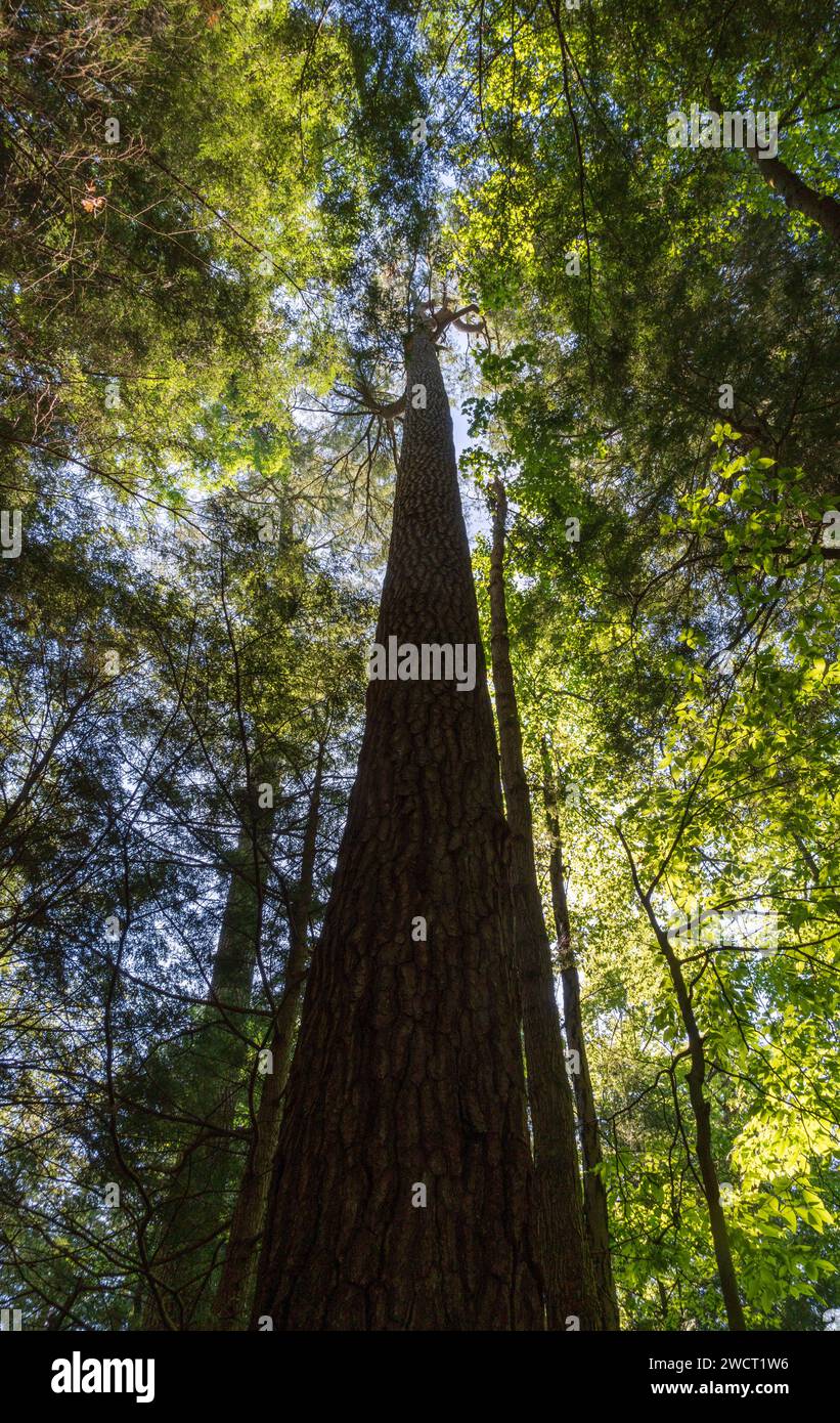 A Canopy in the Woods of Allegheny National Forest Stock Photo - Alamy