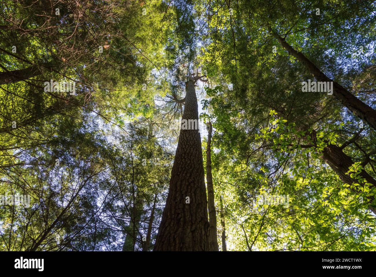 A Canopy in the Woods of Allegheny National Forest Stock Photo - Alamy