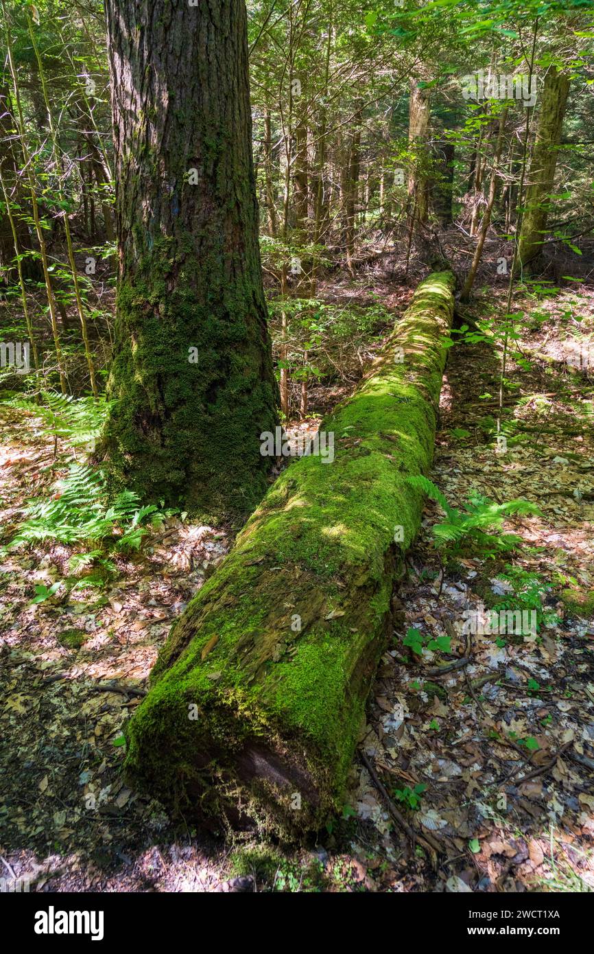The Forest Floor at Allegheny National Forest in Pennsylvania, USA ...