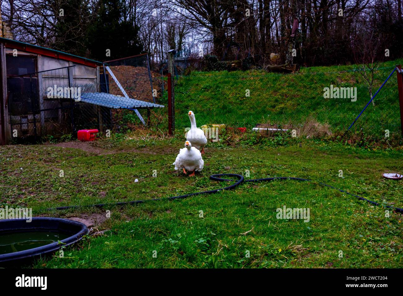 Attacking bird hi-res stock photography and images - Alamy