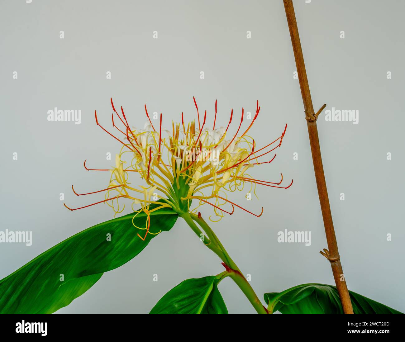Flower of Himalayan Kahili ginger lily (hedychium Stock Photo - Alamy