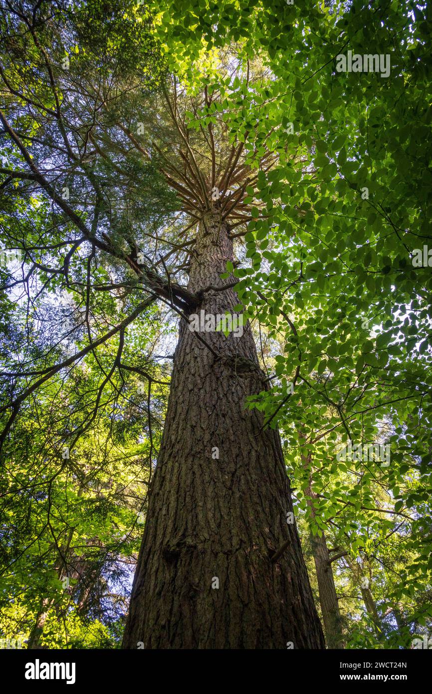 A Canopy in the Woods of Allegheny National Forest Stock Photo - Alamy